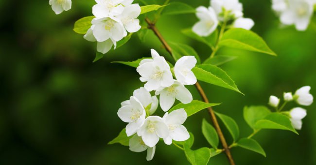 What's Your Fragrance? (aka what scent do you love and why?)